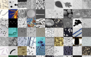 Image Analysis Solutions | Image Analysis Software
