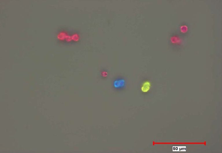 Toner particles size and shape - Clemex